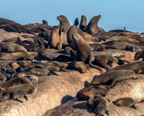 Exoticca – Family: Safari, Beaches & Table Mountain - Maritime Travel
